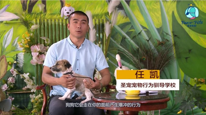 训犬师培训学校哪个比较好?更专业的驯导在圣宠