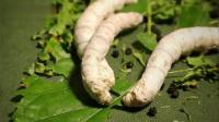 实拍: 蚕吐丝结蛹过程!