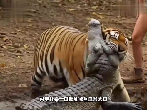 猛狮逆袭之夜?勇敢之王为伙伴舍命开启盛宴狂欢!