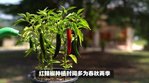 红辣椒播种方法,附红辣椒种植管理技术