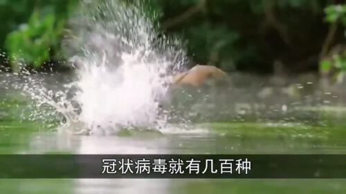 病毒宿主之谜:蝙蝠携带百种病毒为何自身安然无恙?