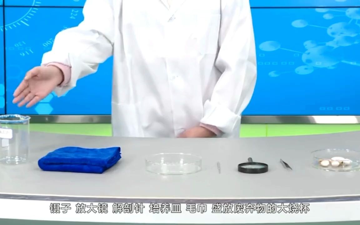观察和解剖菜豆种子的结构