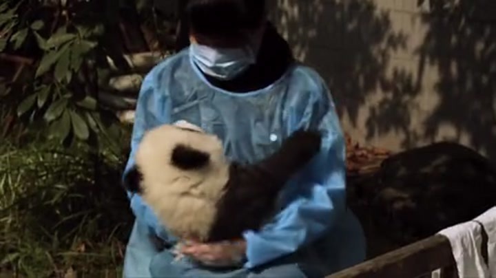 刚出生的熊猫,第一次见外界阳光,反应属实太可爱了
