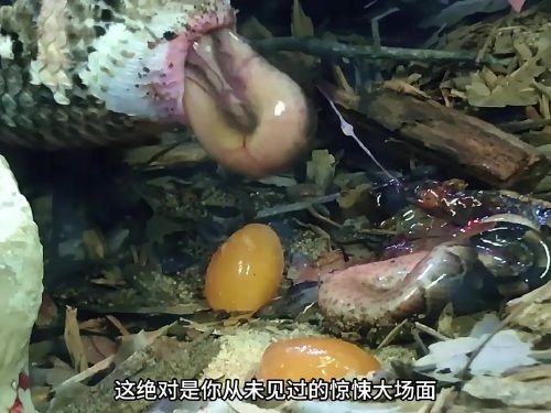 这一幕真是太罕见了