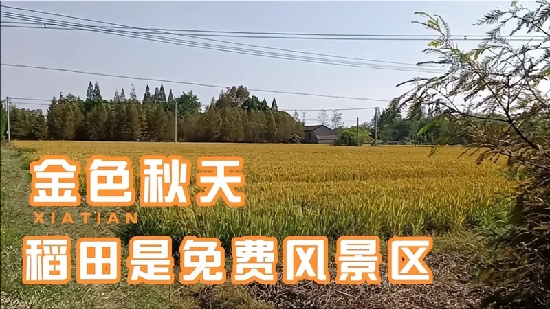 金色秋天来了,乡下稻田的景色绝对的美,风吹小麦,心旷神怡