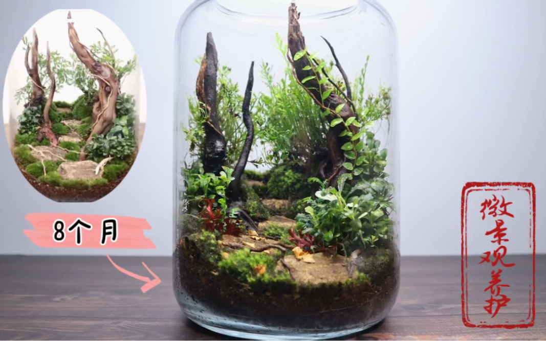 微景观能长久养护吗?怎么打理维护?建议看完这个视频