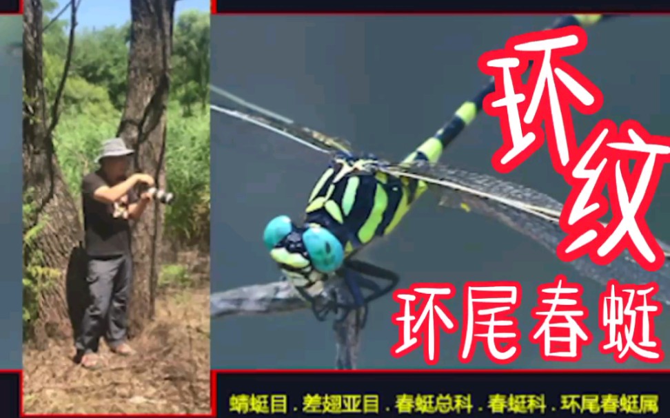 ...春蜓·雄】前年开始陆陆续续整修河道,让我十分糟心!【北京蜻蜓目】