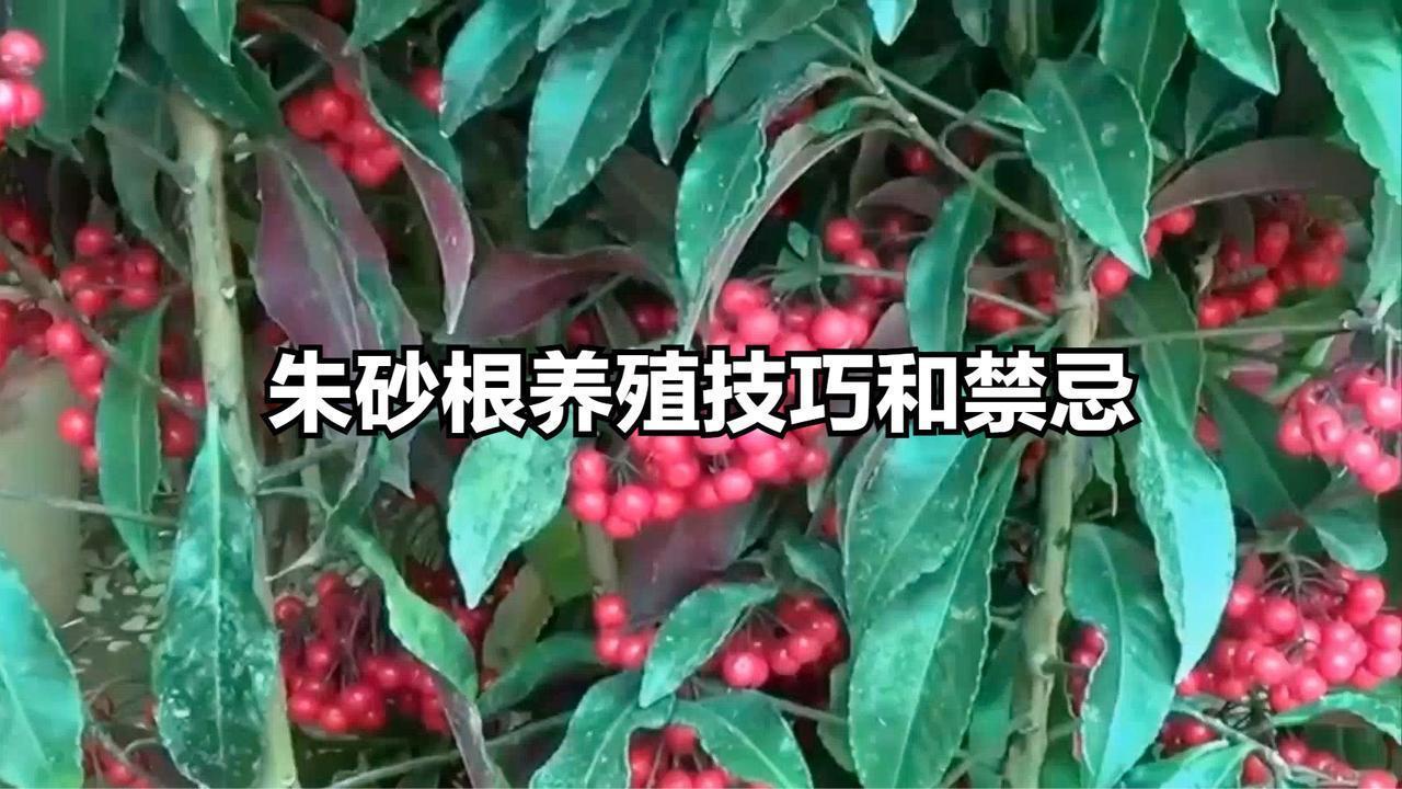 朱砂根养护技巧分享