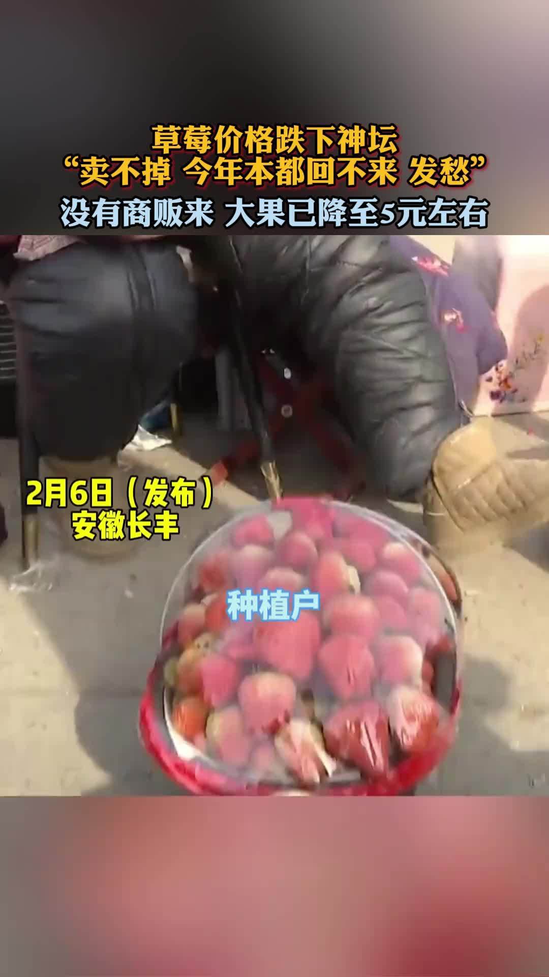 草莓价格跌下神坛"卖不掉 今年本都回不来发愁"。