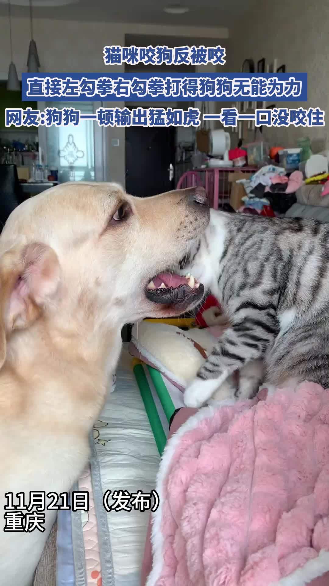猫咪咬狗反被咬,直接左勾拳右勾拳,打得狗狗无能为力