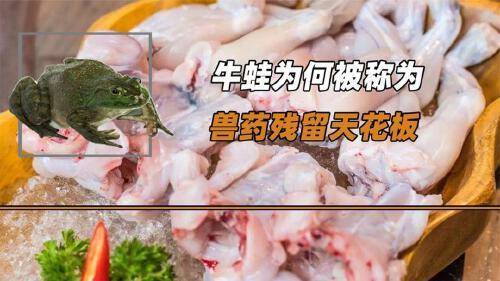 美味的牛蛙,为何被称为兽药残留天花板?真的不能吃了吗?