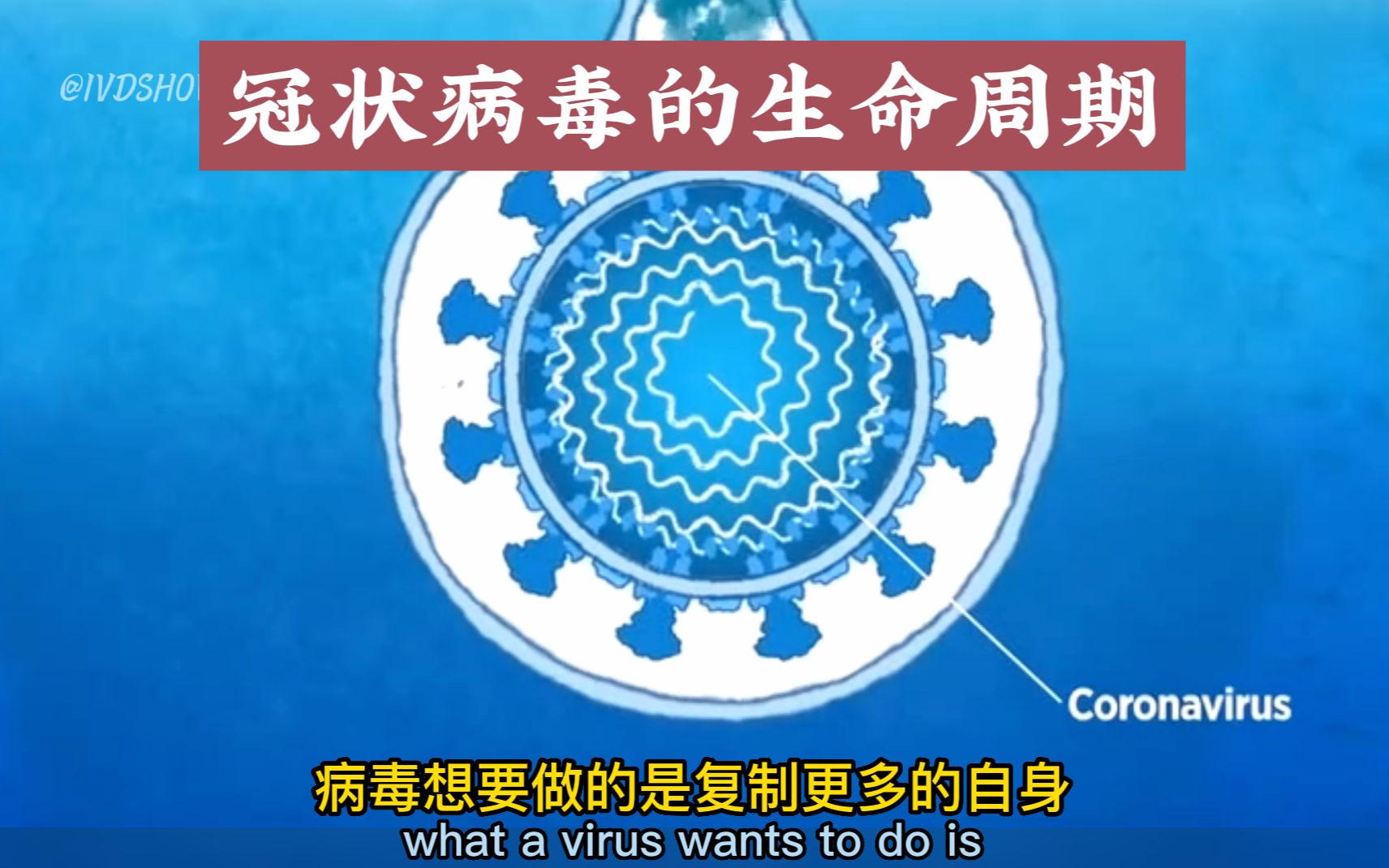 冠状病毒的生命周期有几个阶段?