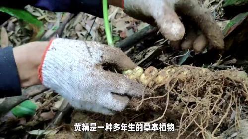 揭秘黄精:一味草药竟有这么多神奇功效,错过太可惜!