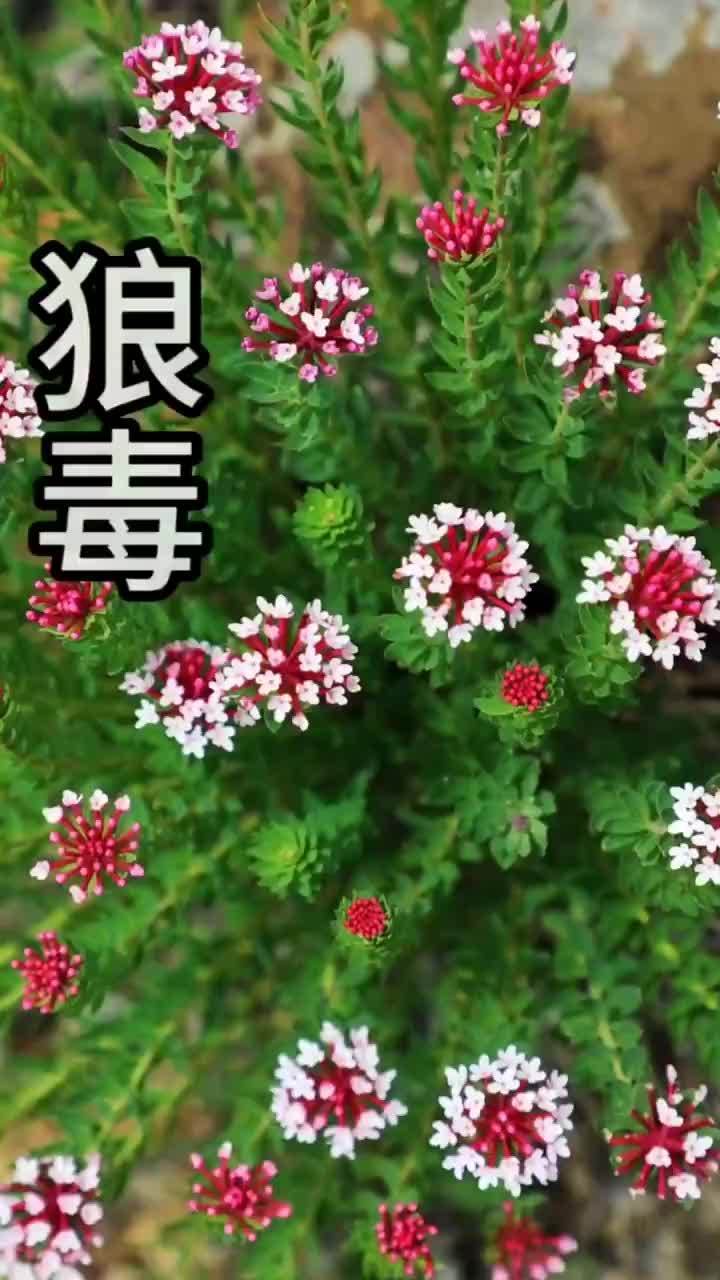 狼毒,是毒也是药,开花带有香味的“断肠草”,瑞香狼毒又名:白狼毒