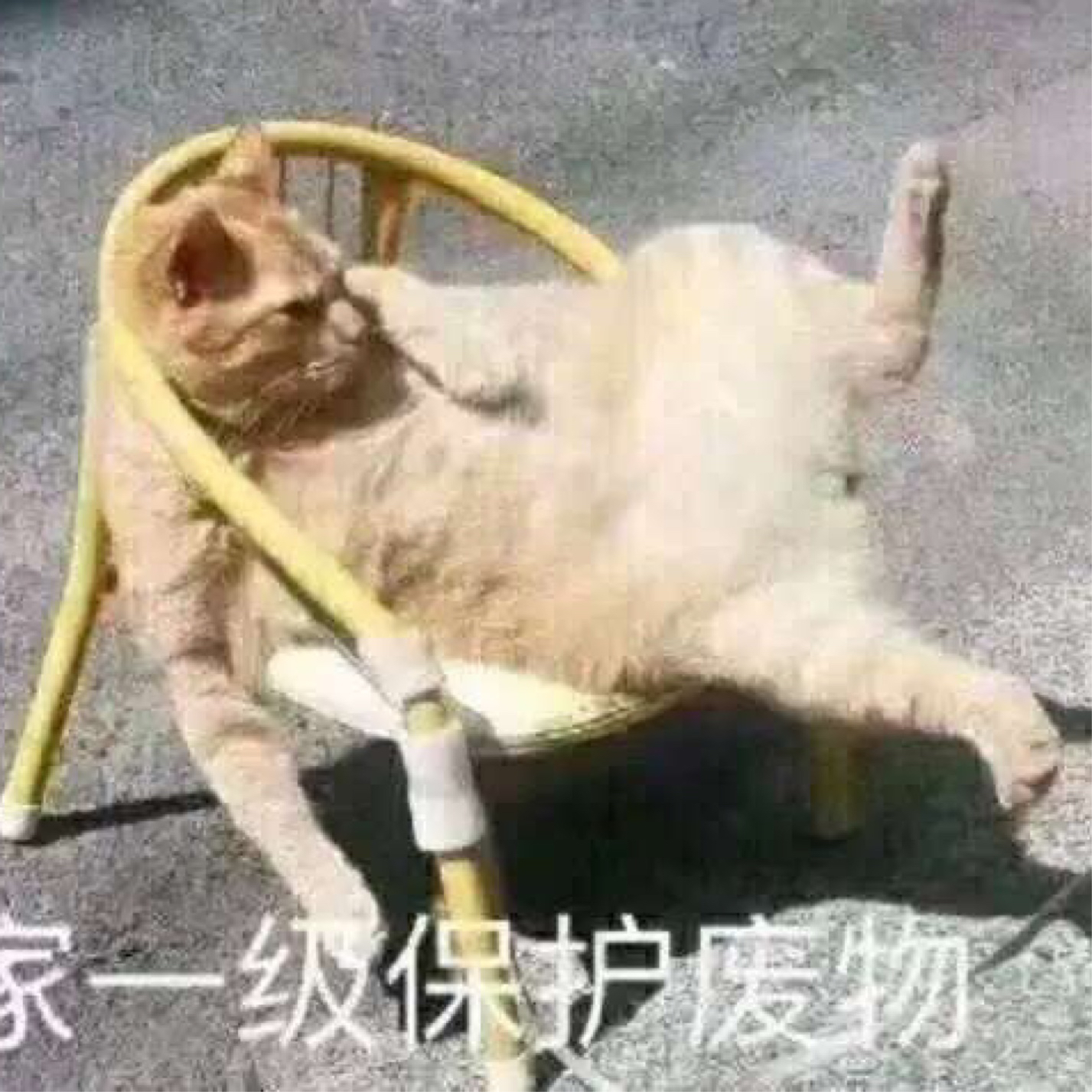 闲鱼垃圾老 