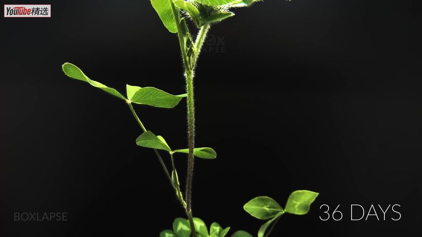#延时摄影 系列之一:记录植物生长历程,520天的时光