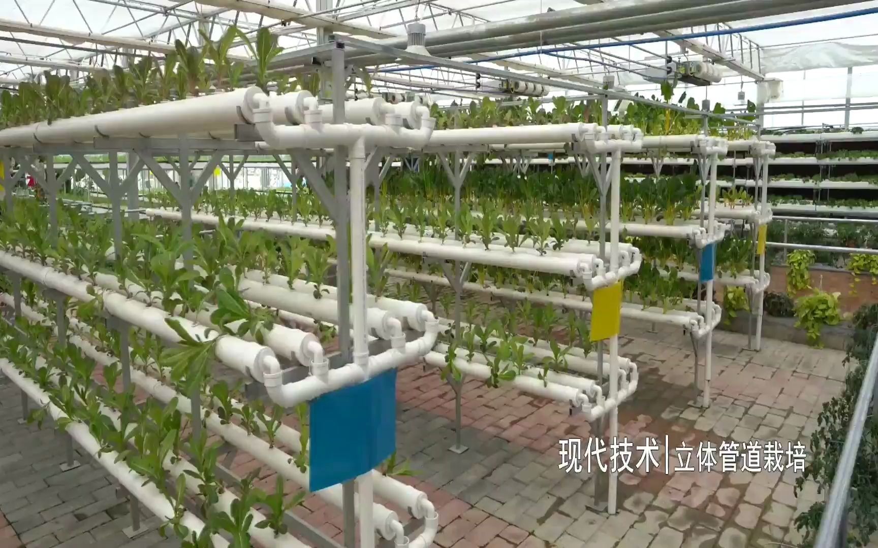 现代设施玻璃大棚观光农业,这才是农业的顶级配置