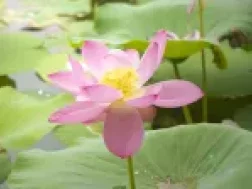 索尼A7m3峰值对焦该如何使用