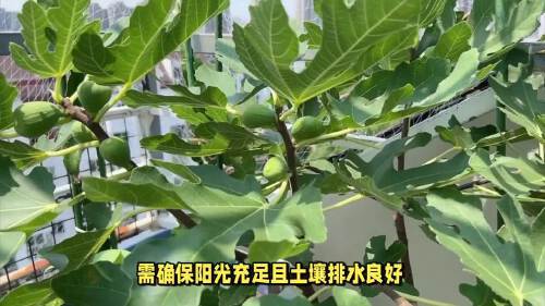 种无花果树的禁忌