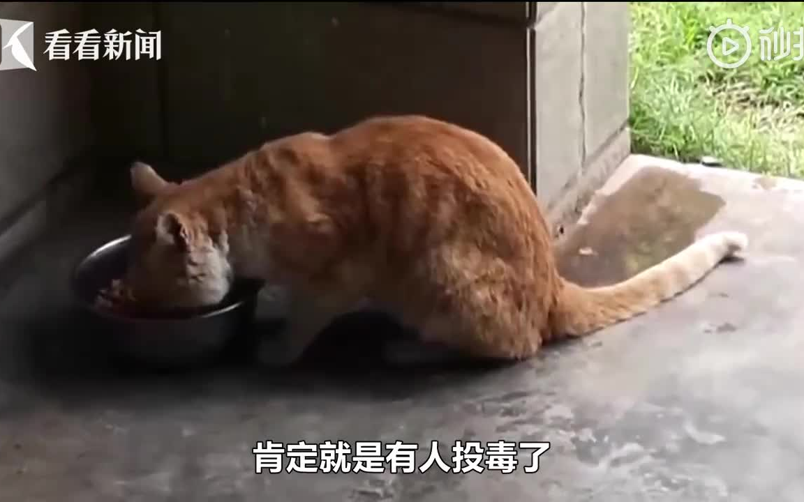 深圳小区十几只流浪猫接连离奇死亡,业主:疑有人故意投毒所致