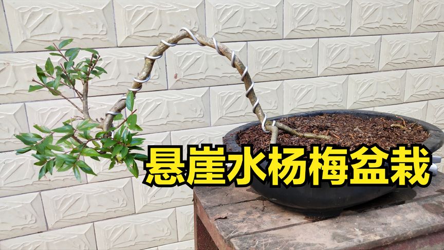 8月盆栽水杨梅会死吗？新手来，婷丫头手把手教你