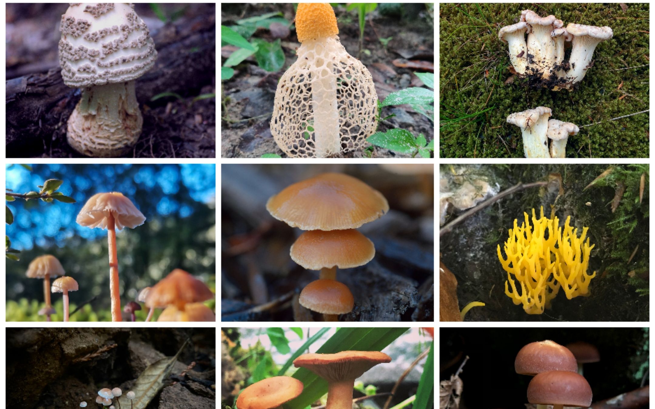 【菌物王国】菌类生长过程:15种菌类写真