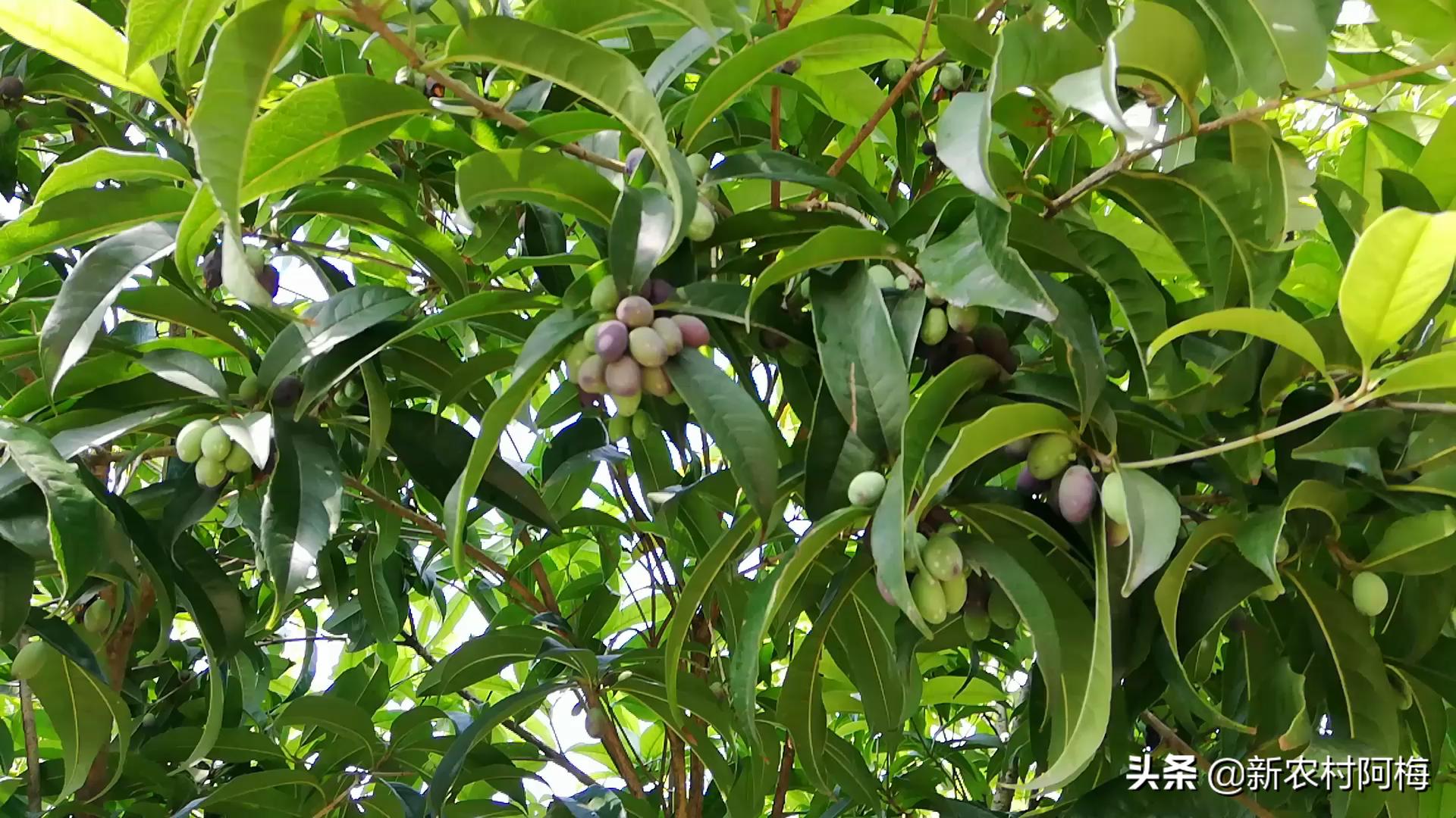有朋友认识这个的吗?叶子像桂花树,这是桂花树的果子吗