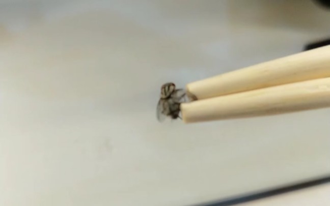 筷子击苍蝇,是速度、精准度、劲度、控制度集于一体的展现。