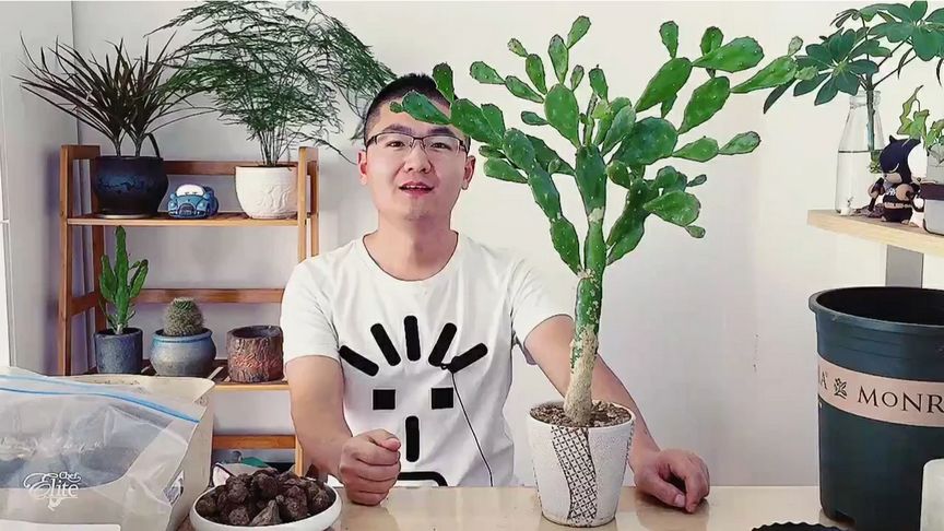 这些垃圾不要扔,用来养花,不烂根不黄叶,仙人掌都能长成树。