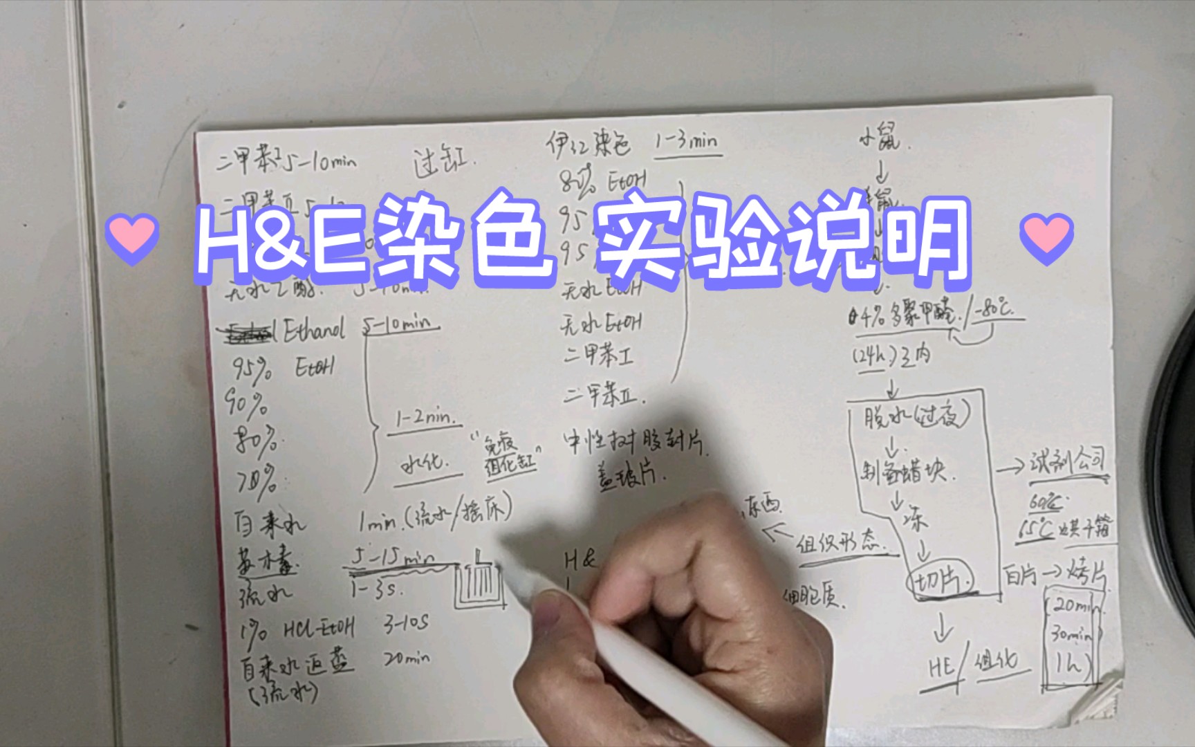 H&E染色 实验说明