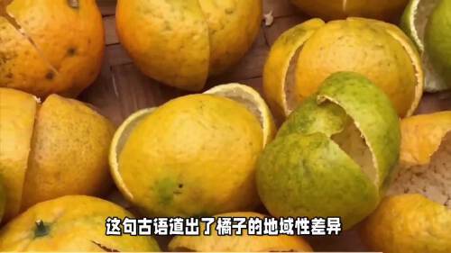 为什么橘子皮做不了陈皮?几个对比一下就知道