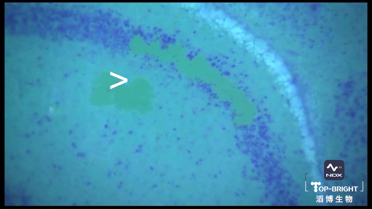 滔博生物-分离海马CA3致密层