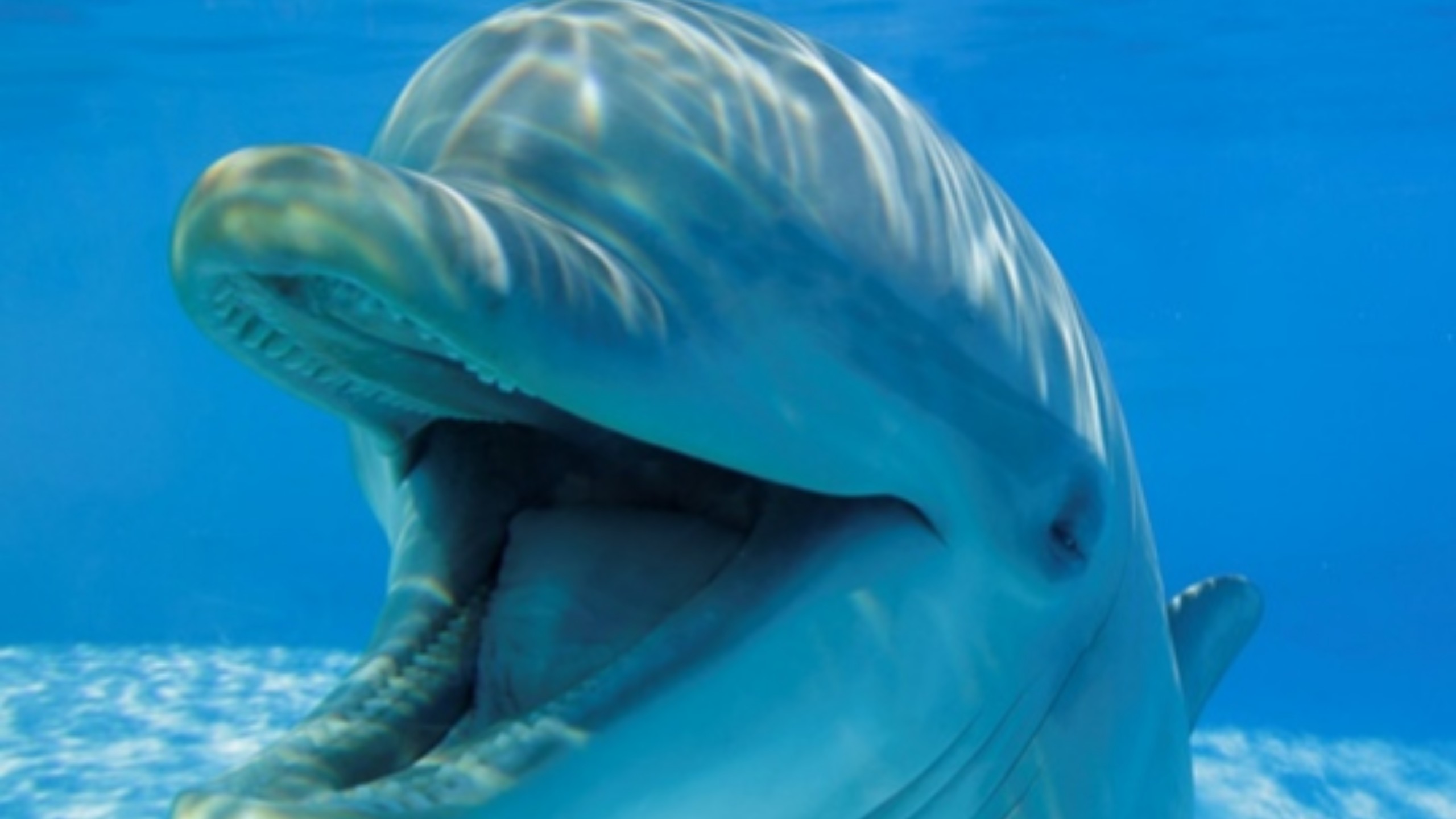 会“微笑”的海豚:海豚的独特社交方式