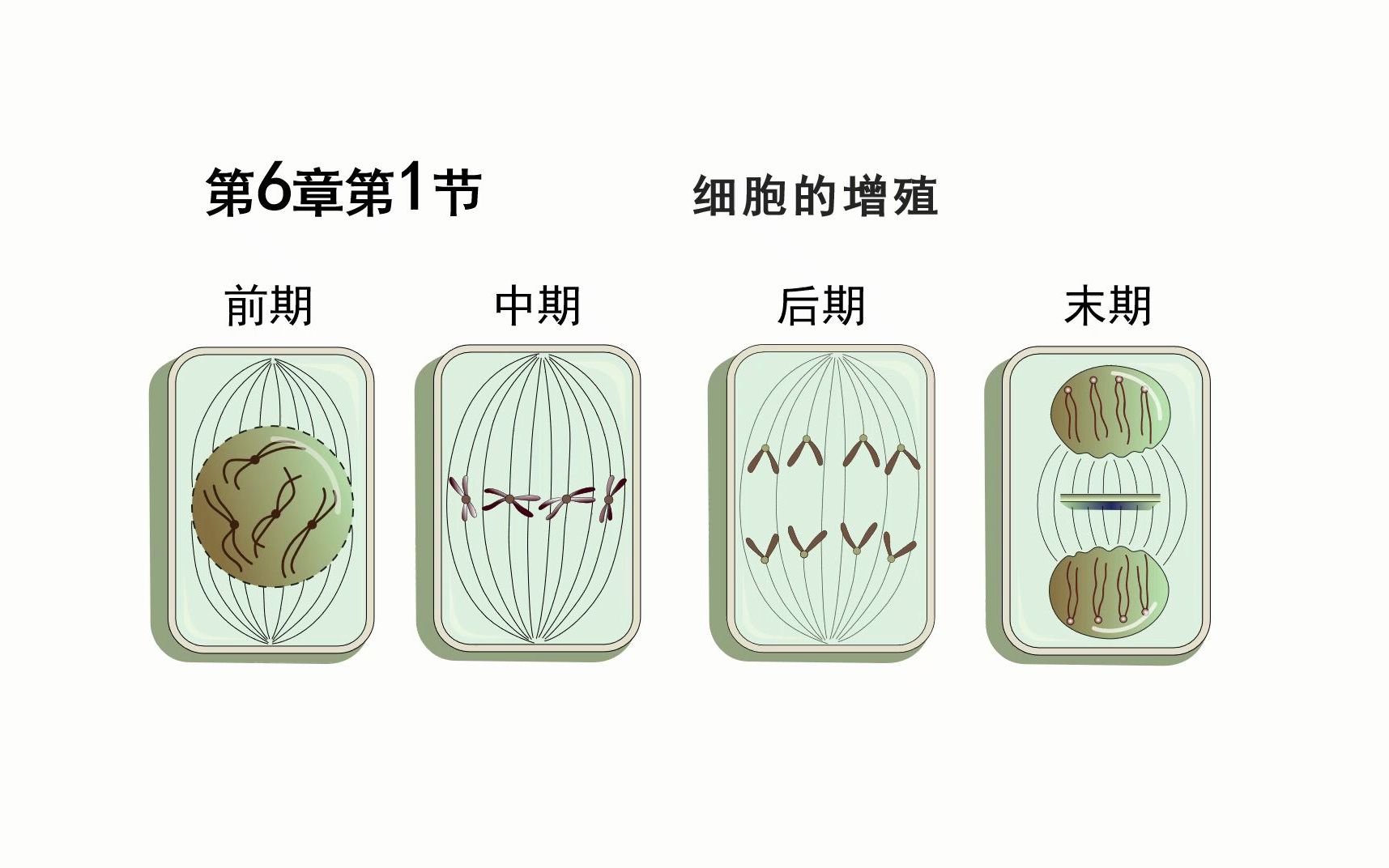 细胞的增殖(1)-高中生物必修一第六章第一节人教版新教材2019版