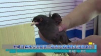 六安舒城,查获一起非法猎捕近百只野生动物案件!