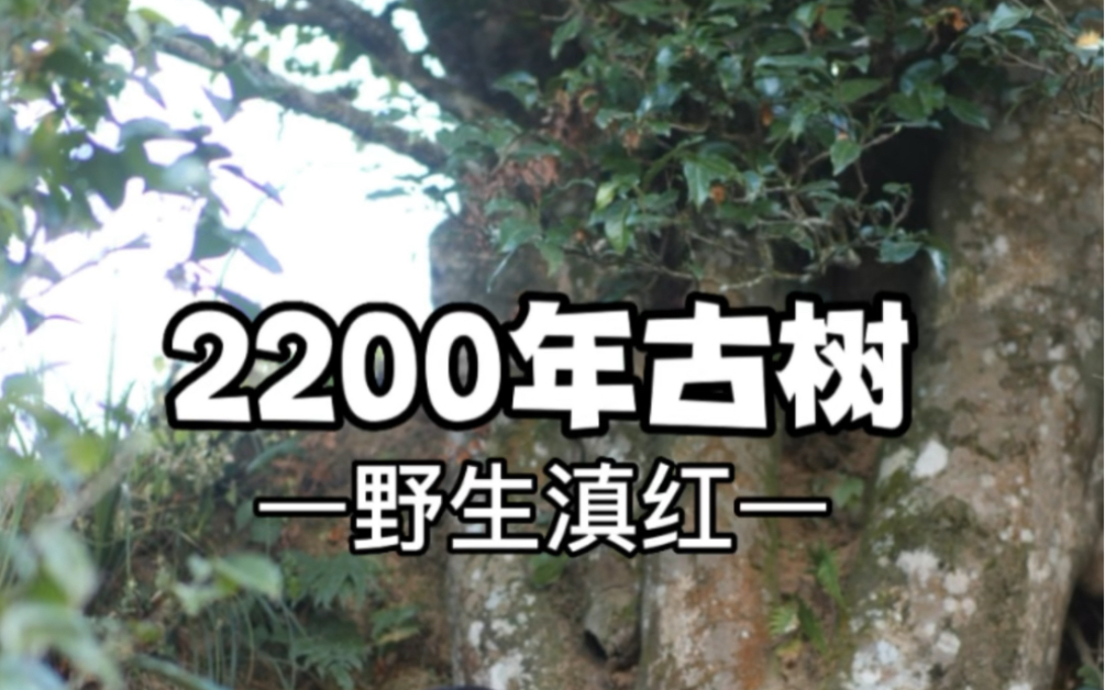 2200年树龄古树茶野生滇红