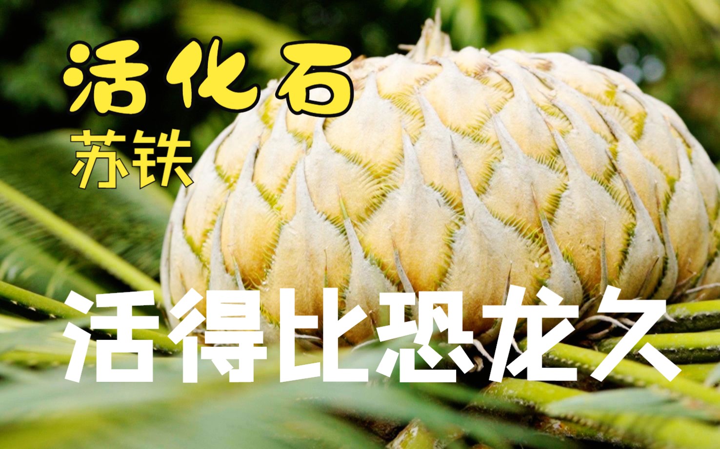 苏铁—恐龙喜欢的植物馅包子 | 植物活化石 | 铁树开花