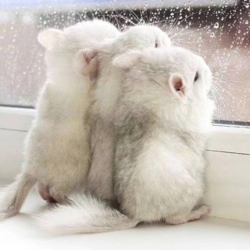 上元冯老师17372558292 