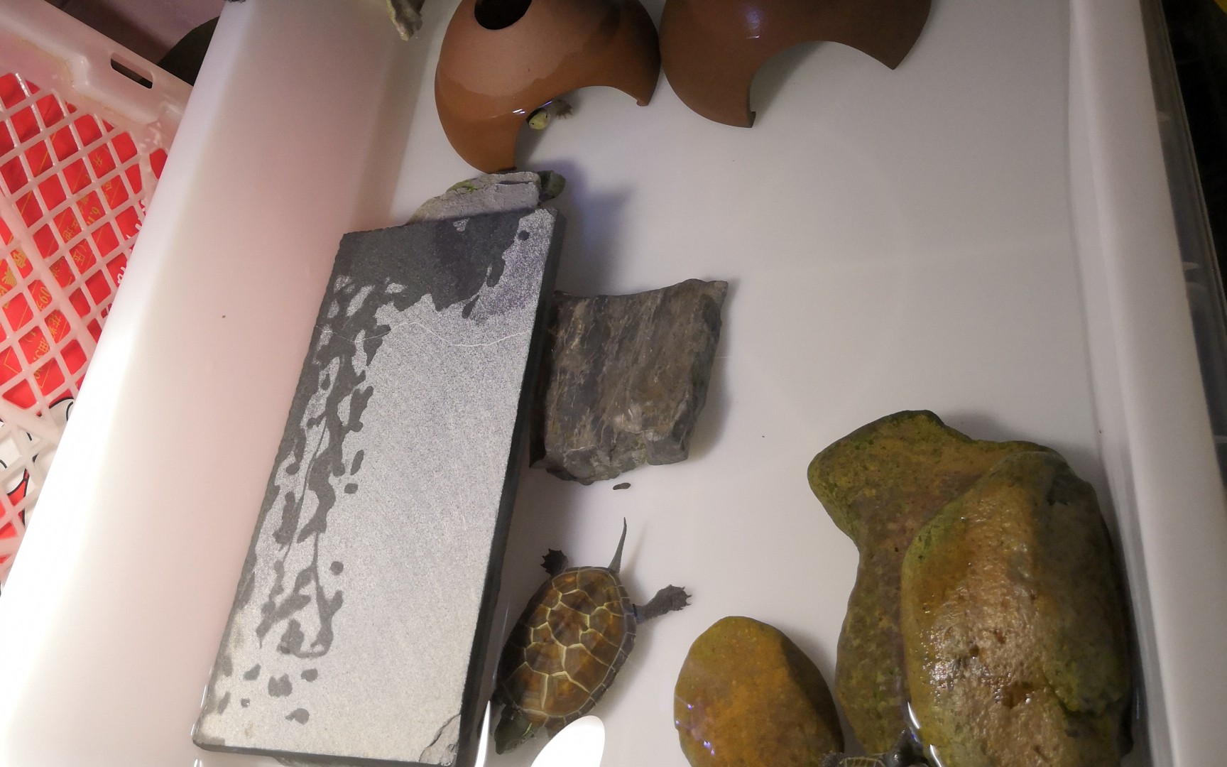 过滤系统是养龟的历史必然——自制超级简单静音养龟过滤盒教程