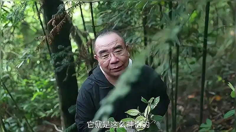 能放倒神农的植物,断肠草,大家一定要认识
