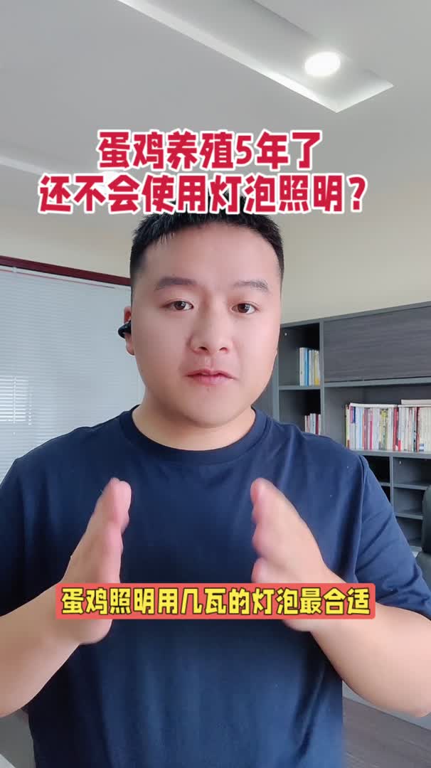 蛋鸡养殖5年了,还不会使用灯泡照明?