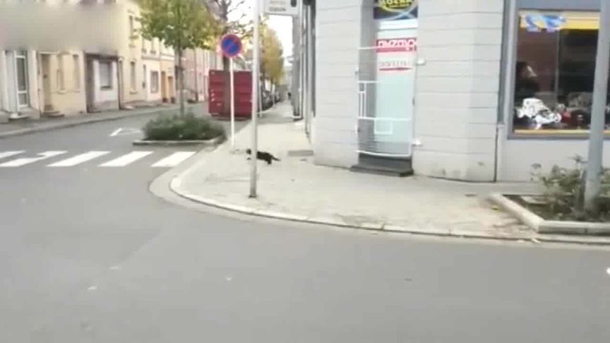 见过猫追着老鼠跑的,老鼠追着猫满街跑还是头一次见