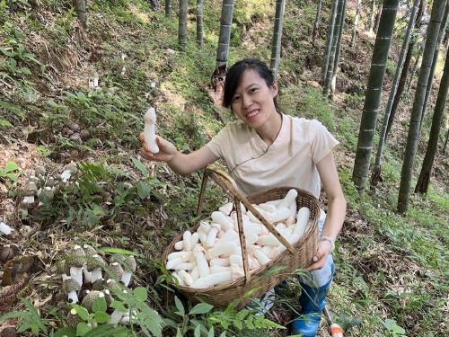 太神奇,竹荪采下来一直在生长,福英分享菇蕾采摘到烘干全过程
