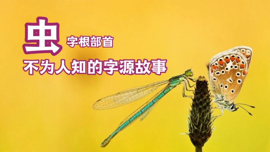 汉字动物世界--“虫”部首隐含的字源故事,你会喜欢的!