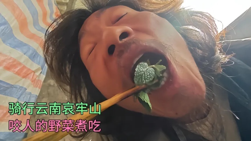骑行云南普洱原始森林哀牢山,进树林被野草咬了痛,摘下来煮吃了