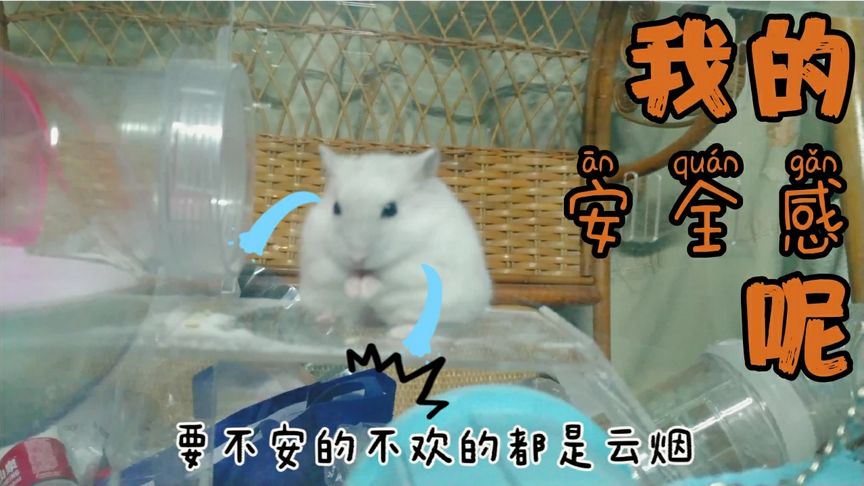 第一次养小仓鼠,发现小仓鼠没有一点儿安全感!