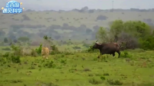 动物科学,作死野牛主动挑衅狮子,直接朝对方冲去