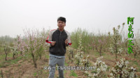 男子带我们去看梨树,讲它的生长习性