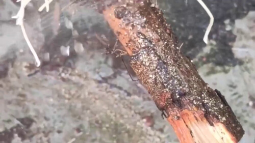 用无土栽培的方法,让树枝爆根,一看就是专业的人才!
