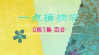 每天学点植物学 百合花
